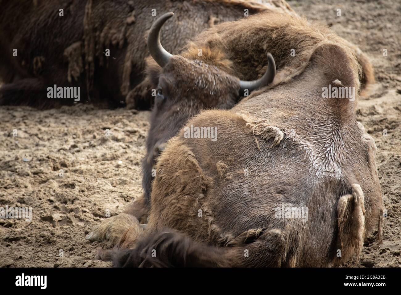 Bull on ground hi-res stock photography and images - Alamy