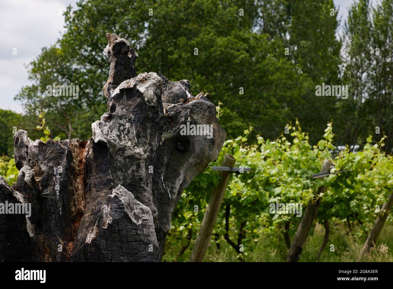 Natural tree trunk sculpture seen outdoors in the UK in July Stock ...