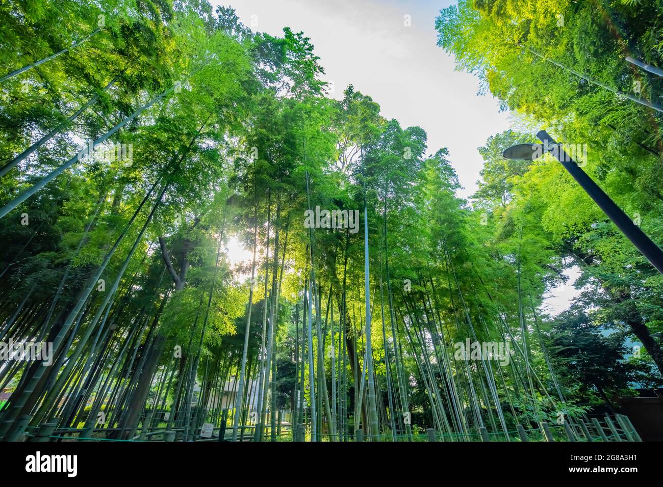 Beautiful bamboo forest at the traditional park daytime wide shot low ...