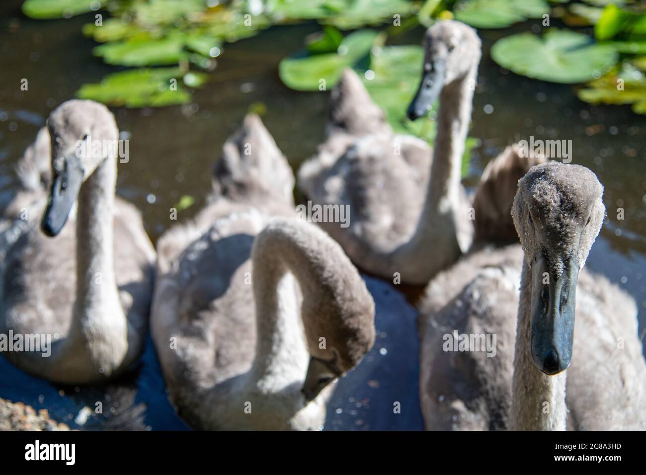 Wimbledon common wildlife hi-res stock photography and images - Alamy