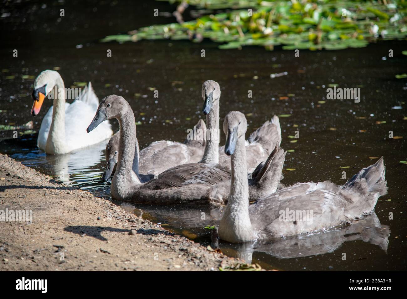 Wimbledon common wildlife hi-res stock photography and images - Alamy