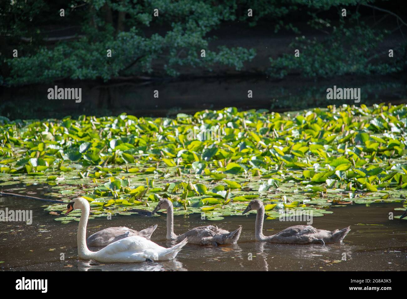 Wimbledon pond park hi-res stock photography and images - Alamy