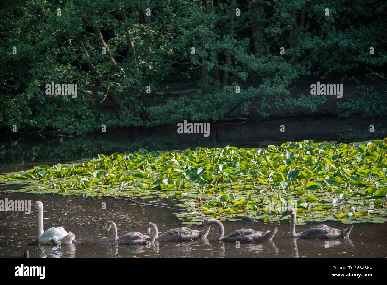 Wimbledon common wildlife hi-res stock photography and images - Alamy
