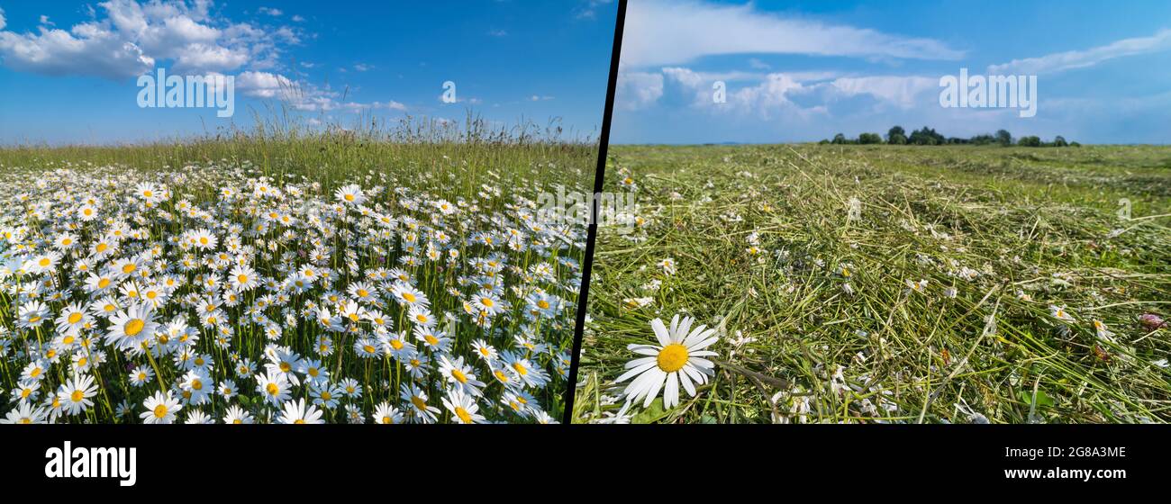 Grass hay fever hi-res stock photography and images - Alamy