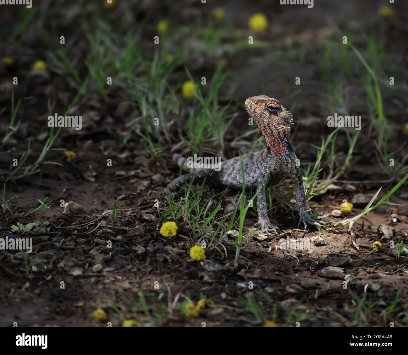 Bengal monitor lizard hi-res stock photography and images - Alamy