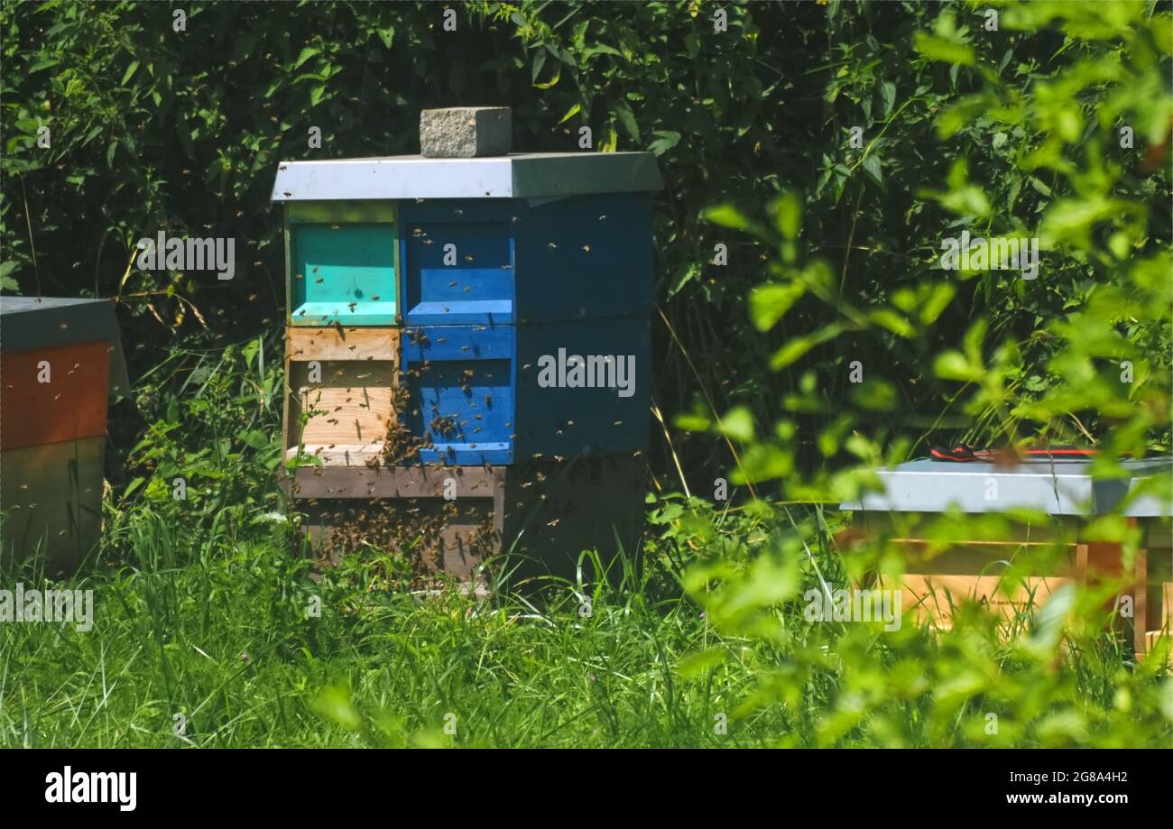 Colorful beehives with flying bees on green grass Stock Photo - Alamy