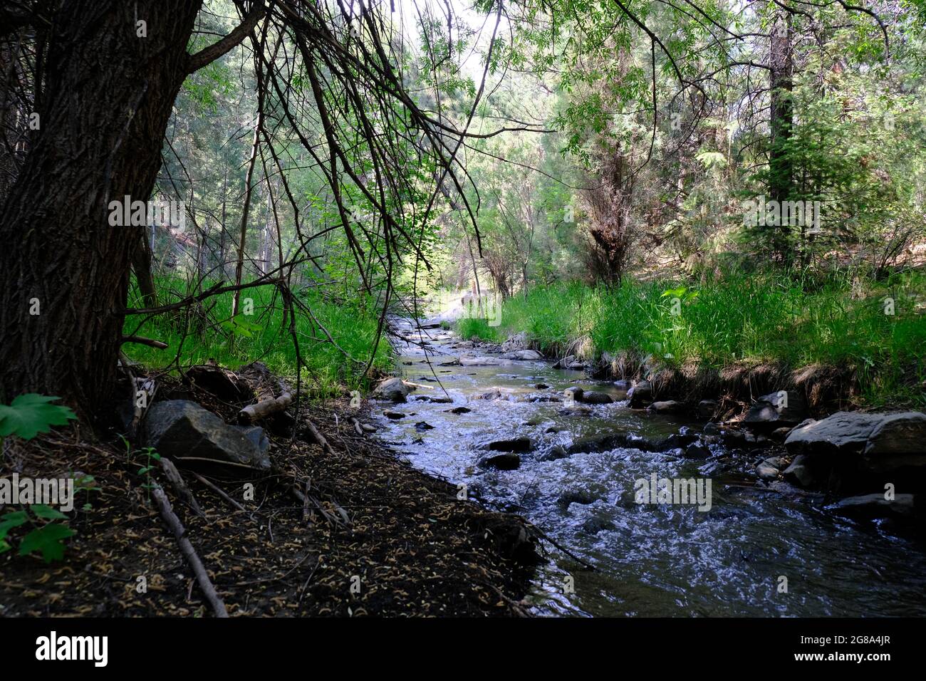 Beaver trail hi-res stock photography and images - Alamy