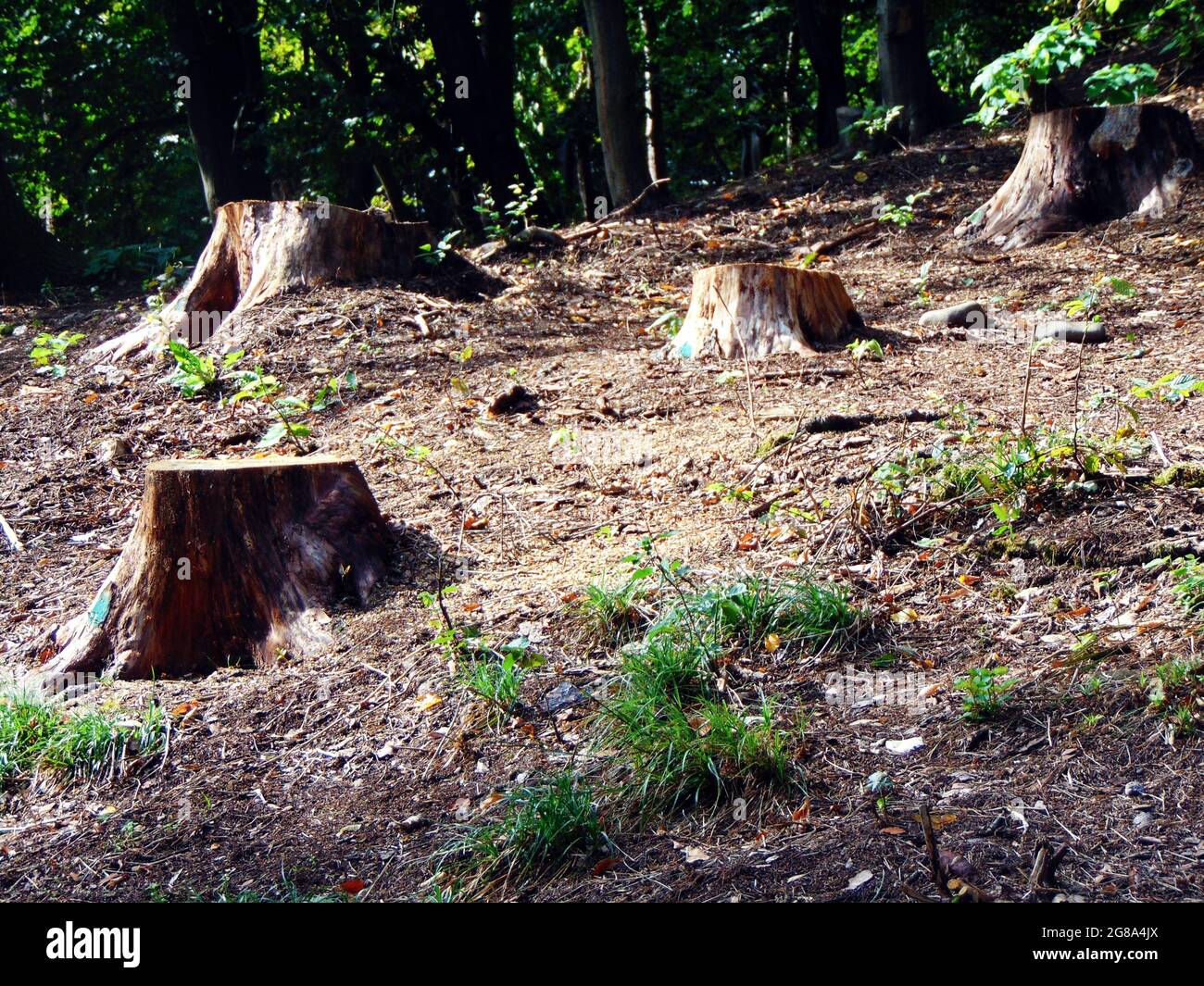 A landscape of a forest with stumps of cut down trees Stock Photo - Alamy