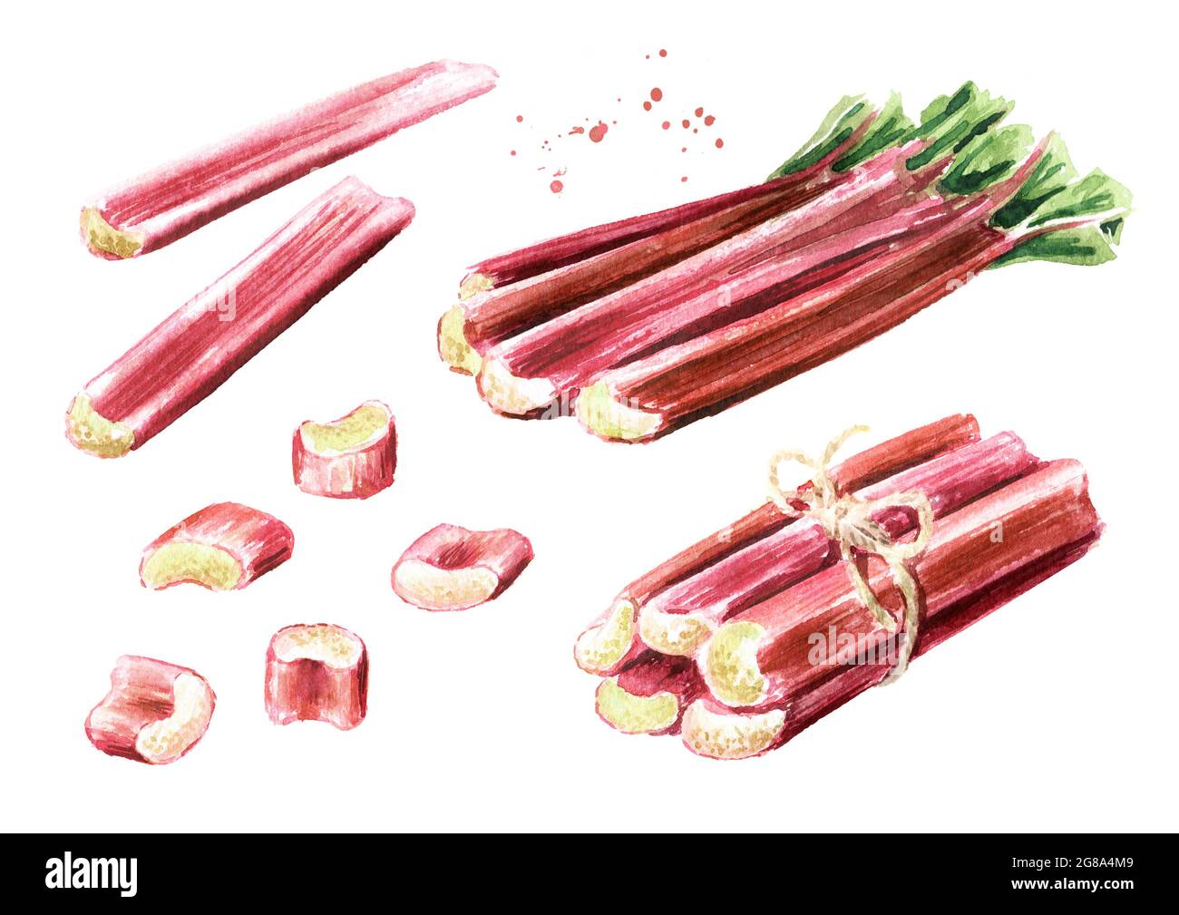 Fresh cutted Rhubarb stalks set. Watercolor hand drawn illustration ...