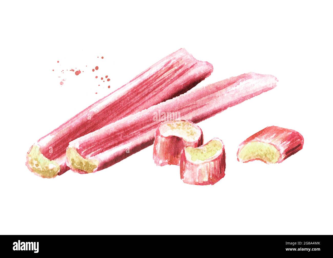 Fresh cutted Rhubarb stalks. Watercolor hand drawn illustration ...