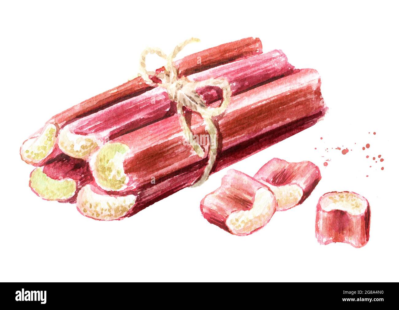 Fresh Rhubarb stalks. Watercolor hand drawn illustration isolated on ...