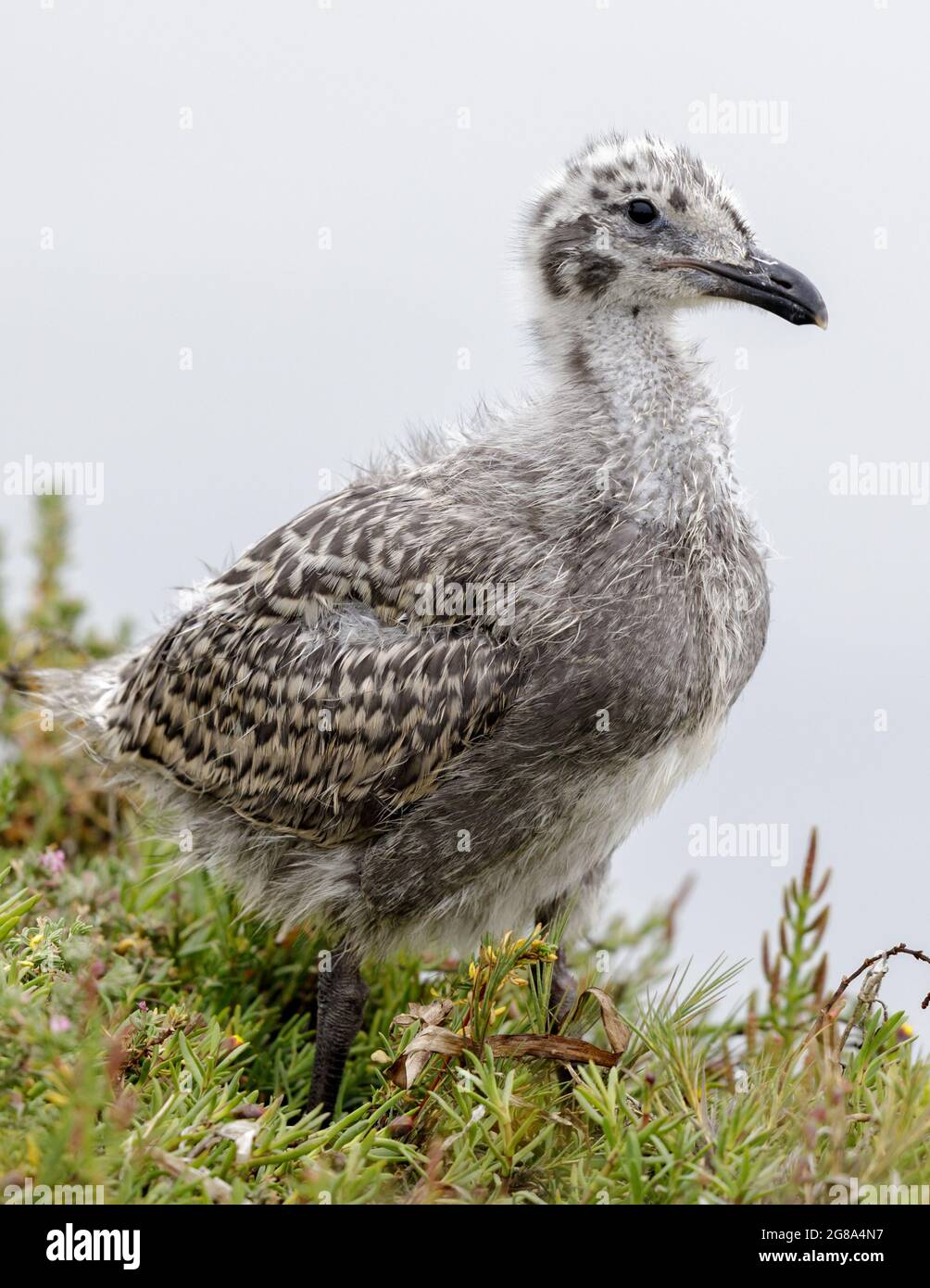 Baby sea gulls hi-res stock photography and images - Alamy