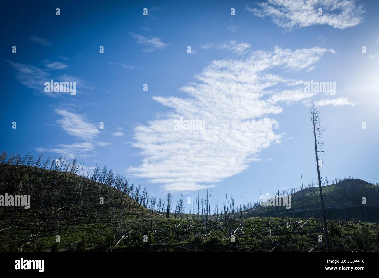 Damage remaining from forest fires near the East entrance to ...