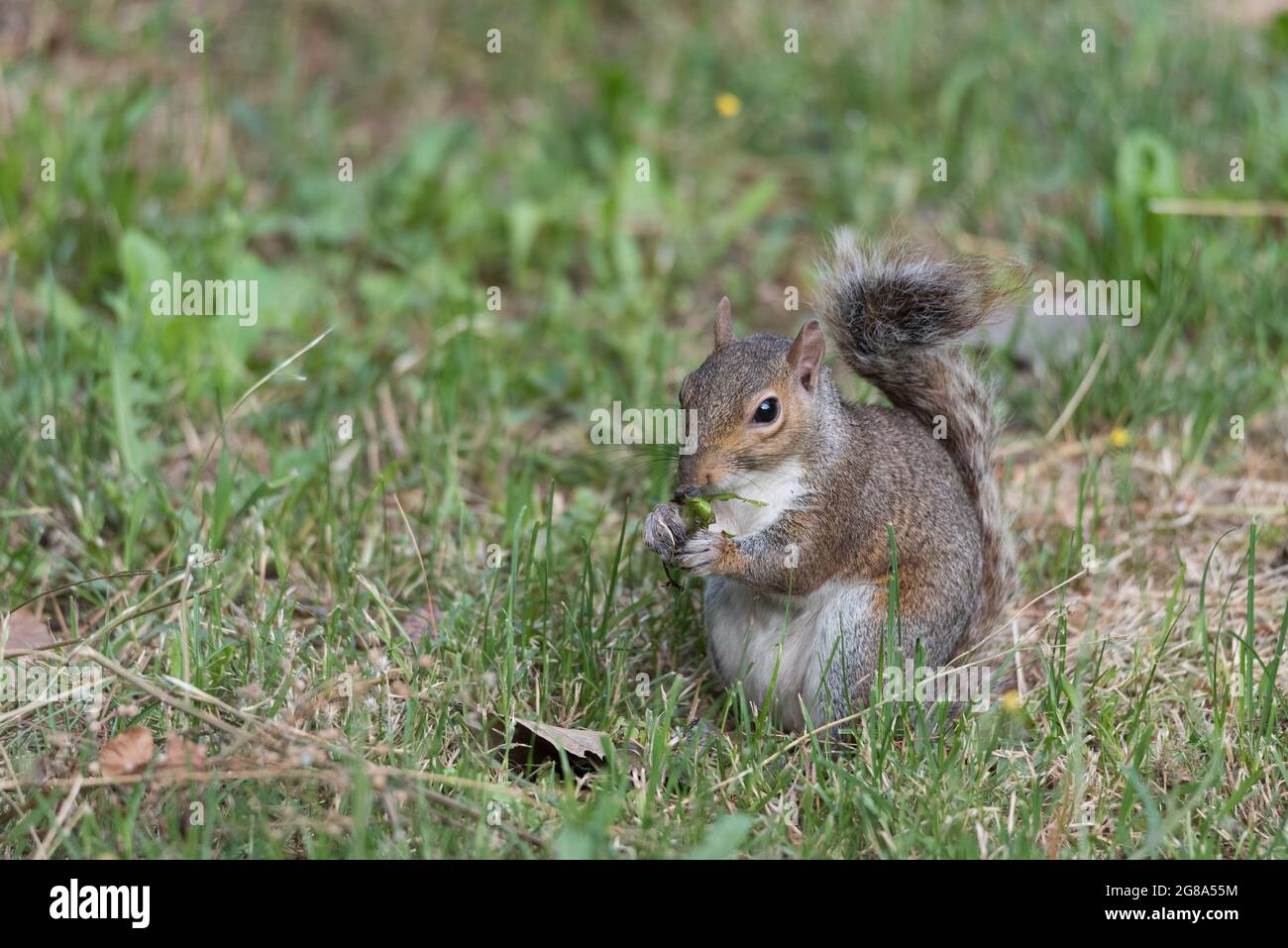 A North American gray squirrel eats sitting on a green lawn, small ...