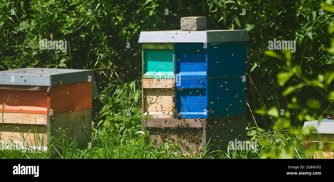 Colorful beehives with flying bees on green grass Stock Photo - Alamy