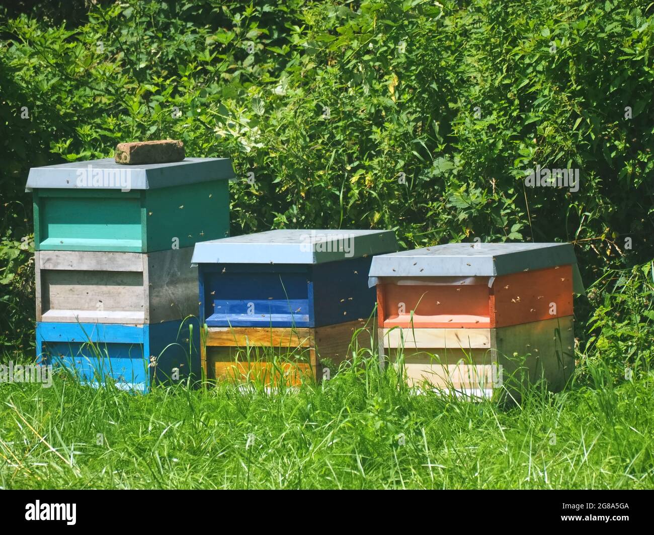Colorful beehives with flying bees on green grass Stock Photo - Alamy