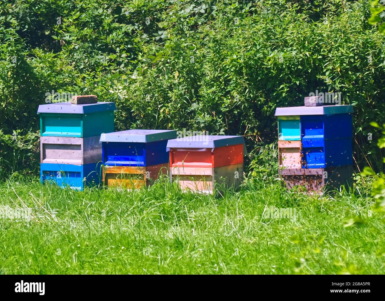 Colorful beehives with flying bees on green grass Stock Photo - Alamy