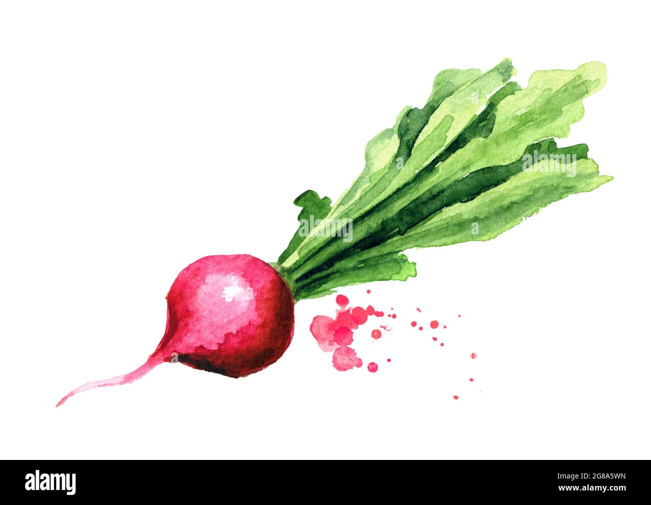 Small garden fresh red radish, Watercolor hand drawn illustration ...
