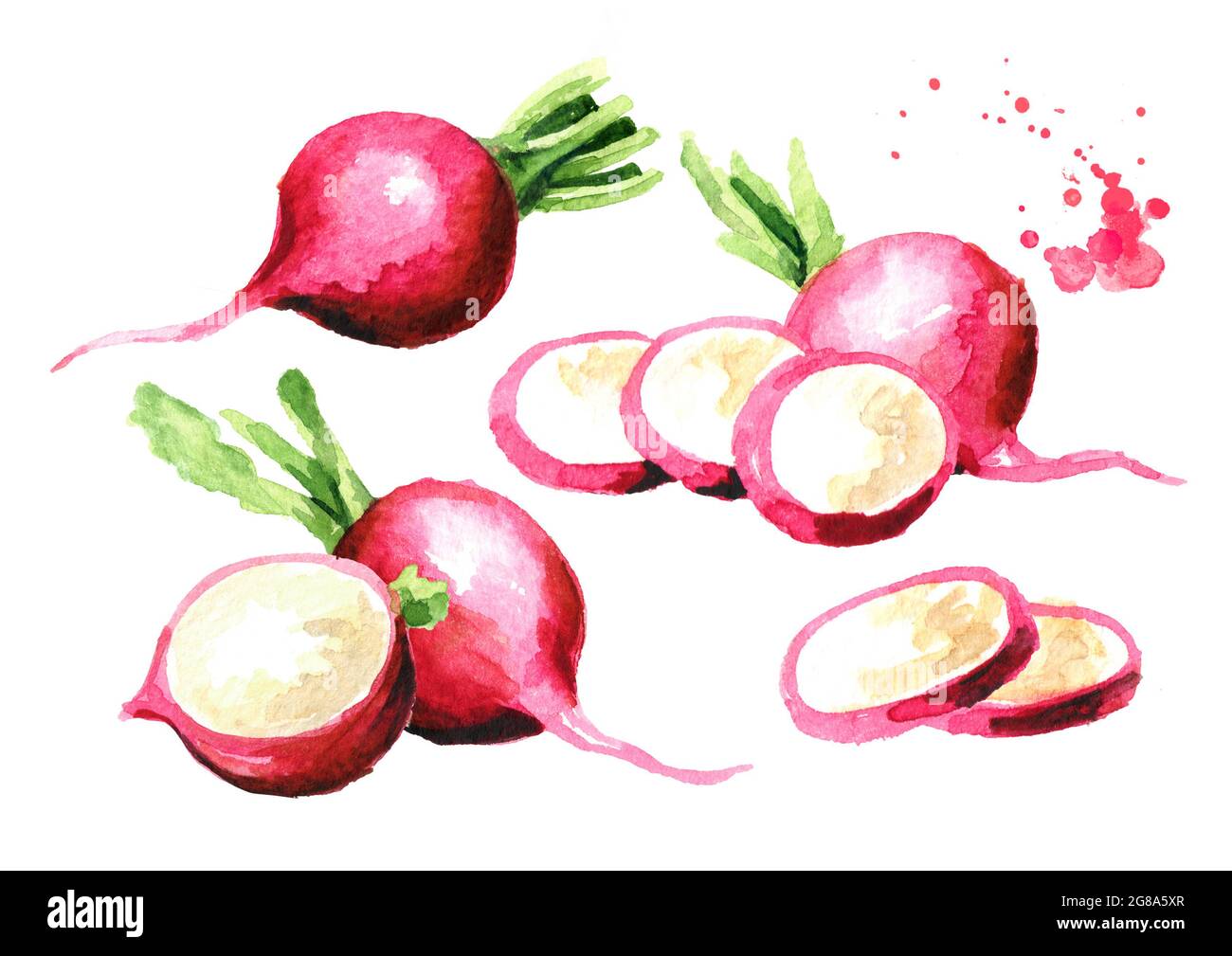 Small garden fresh red radish. Graphic design elements. Watercolor hand ...