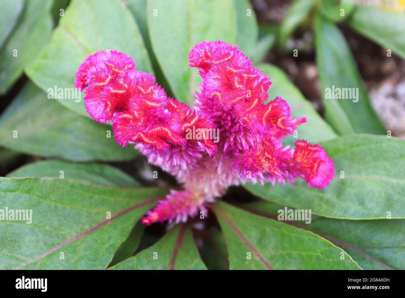 Fan like flowers hi-res stock photography and images - Alamy