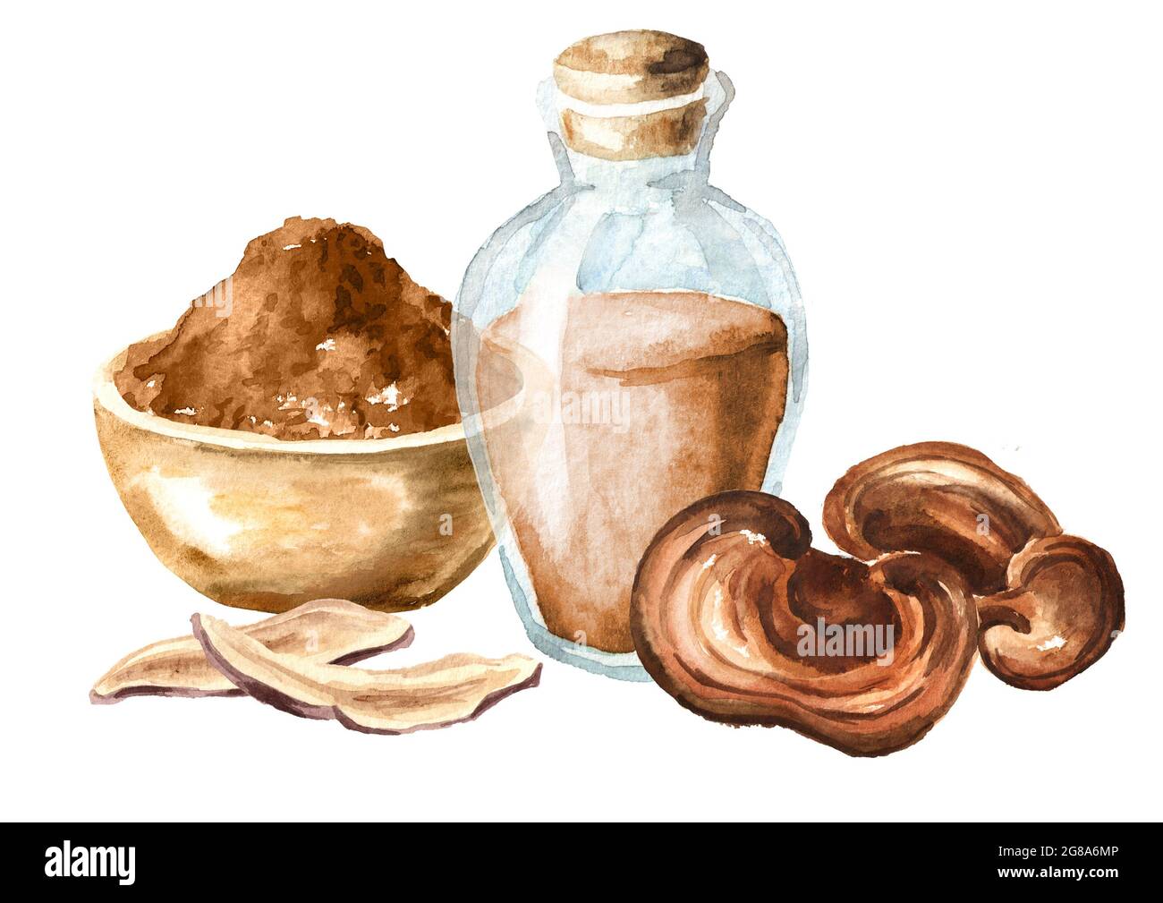 Ganoderma lucidum drawing hi-res stock photography and images - Alamy