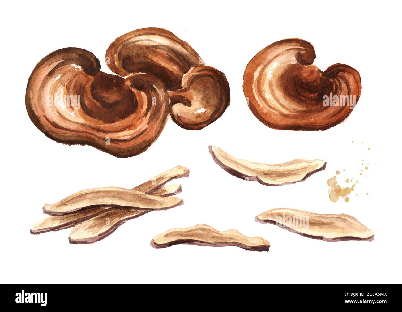 Ganoderma lucidum drawing hi-res stock photography and images - Alamy