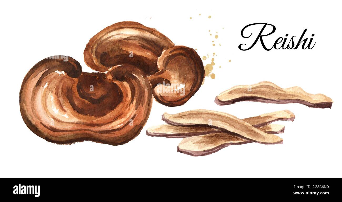 Dried Reishi ganoderma lucidum mushroom with slices. Watercolor hand ...