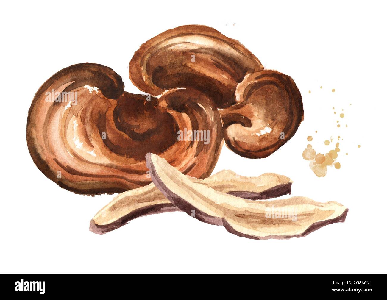 Ganoderma lucidum drawing hi-res stock photography and images - Alamy