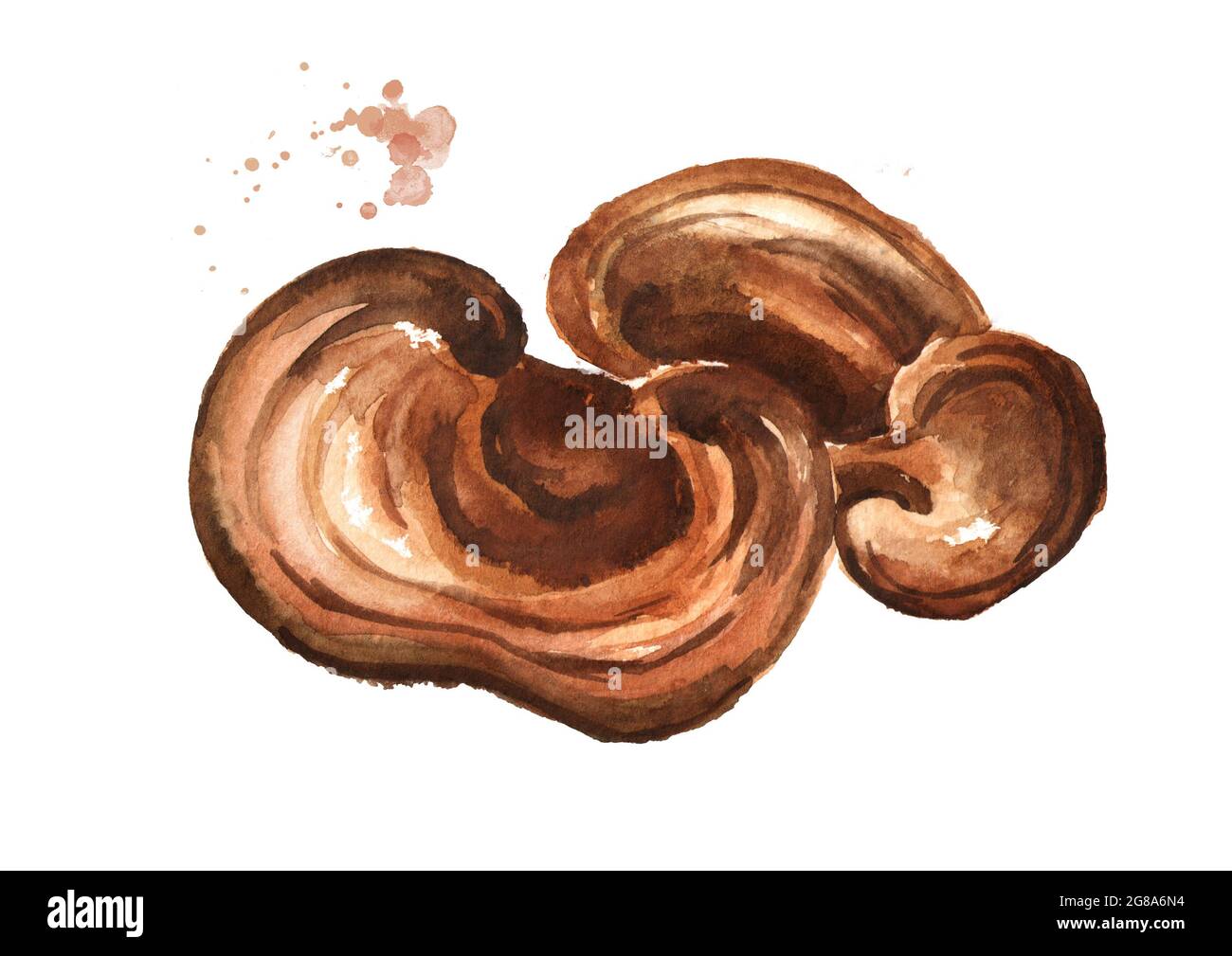 Ganoderma lucidum drawing Cut Out Stock Images & Pictures - Alamy