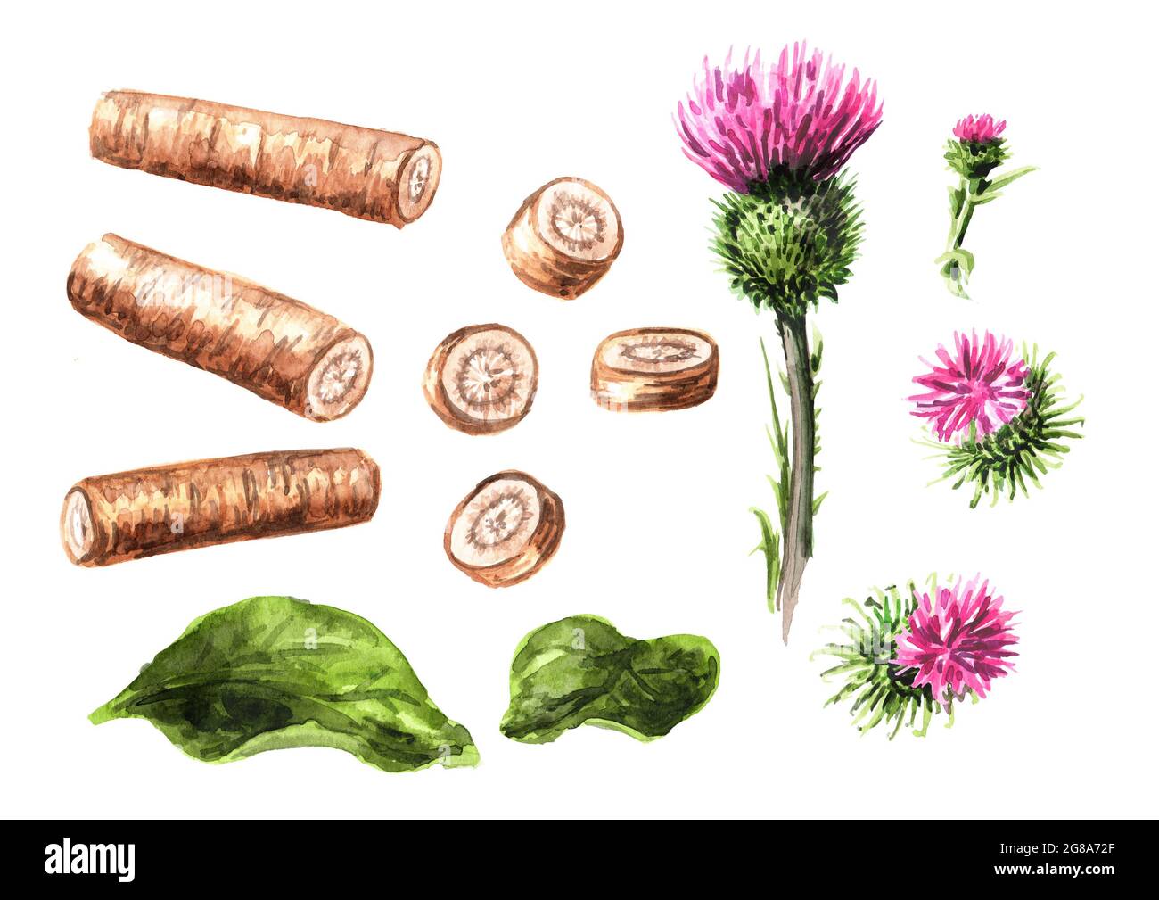 Burdock roots, leaves and flowers set. Hand drawn watercolor ...