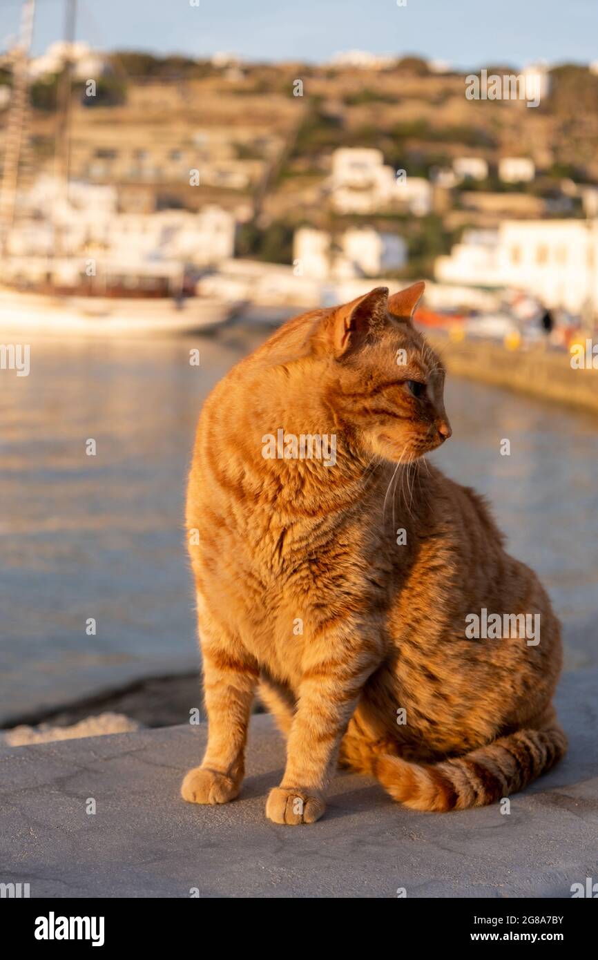 Cat sitting on the harbor dock, looking for food, blur Mykonos island ...