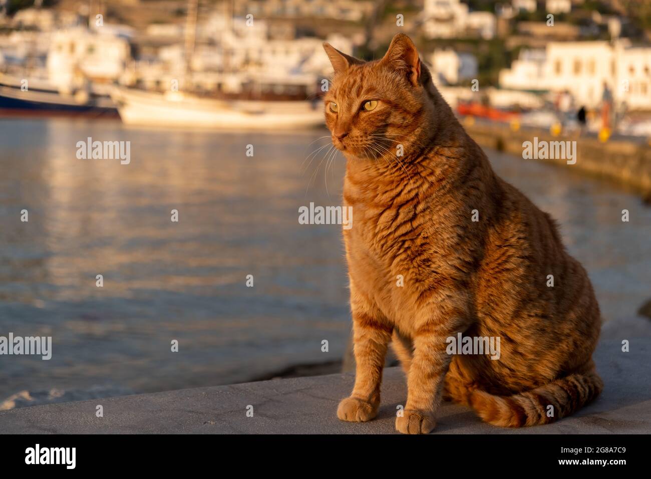 Cat sitting on the harbor dock, waiting for food, blur fishing boats ...