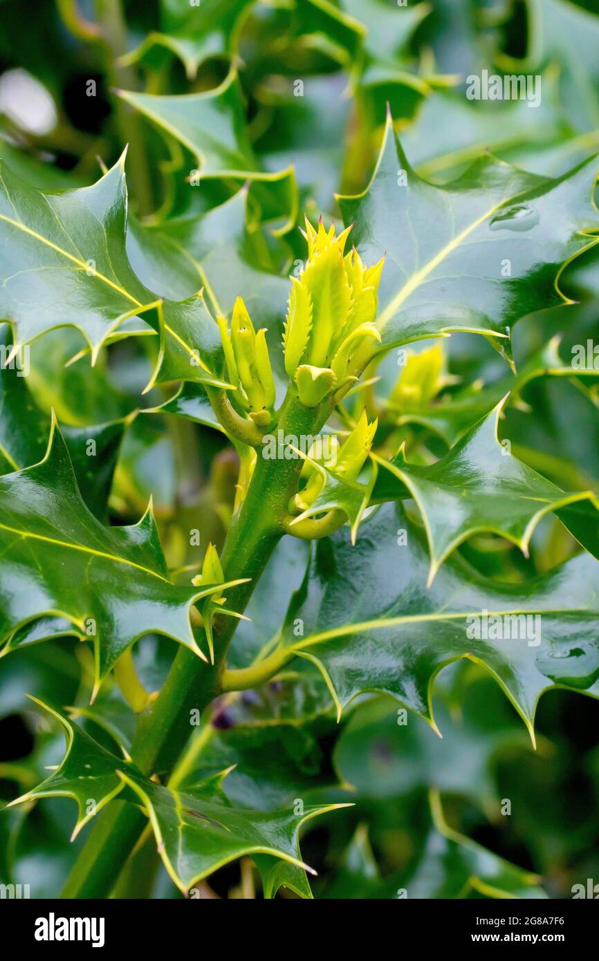 Ilex Aquifolium