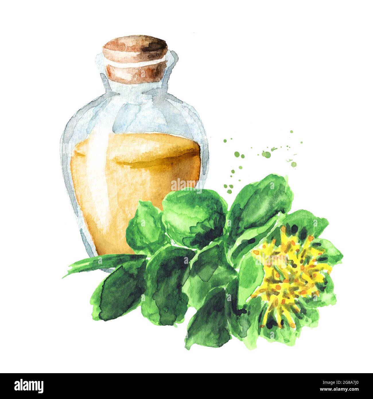 Rosewort hi-res stock photography and images - Alamy