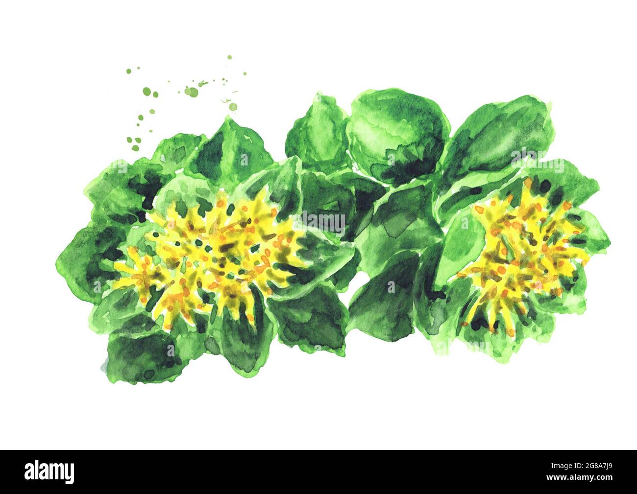 Rhodiola rosea or golden root, rose root, roseroot, medical herb, plant ...