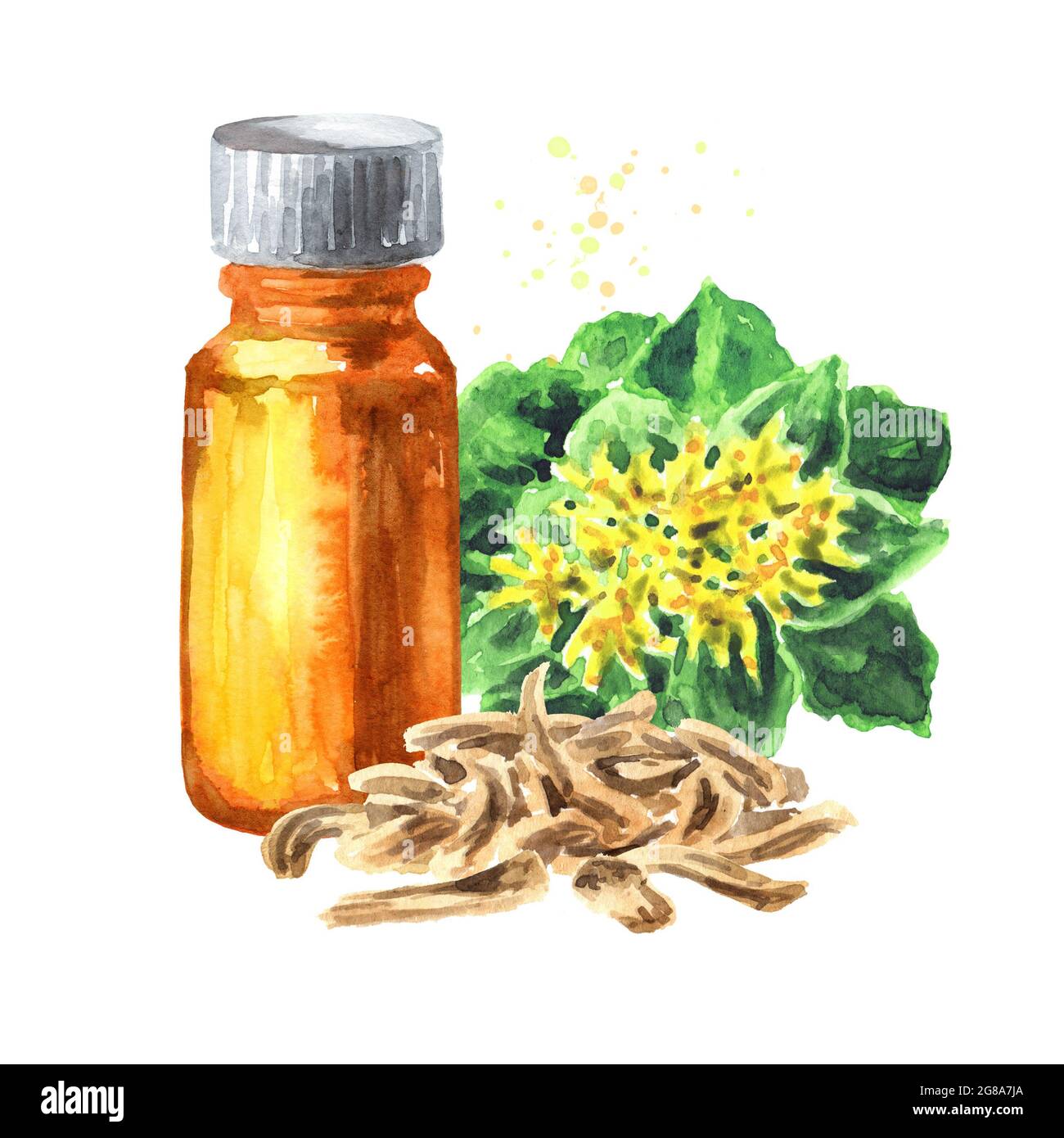 Herbal extract in the bottle with Rhodiola rosea or golden root plant ...