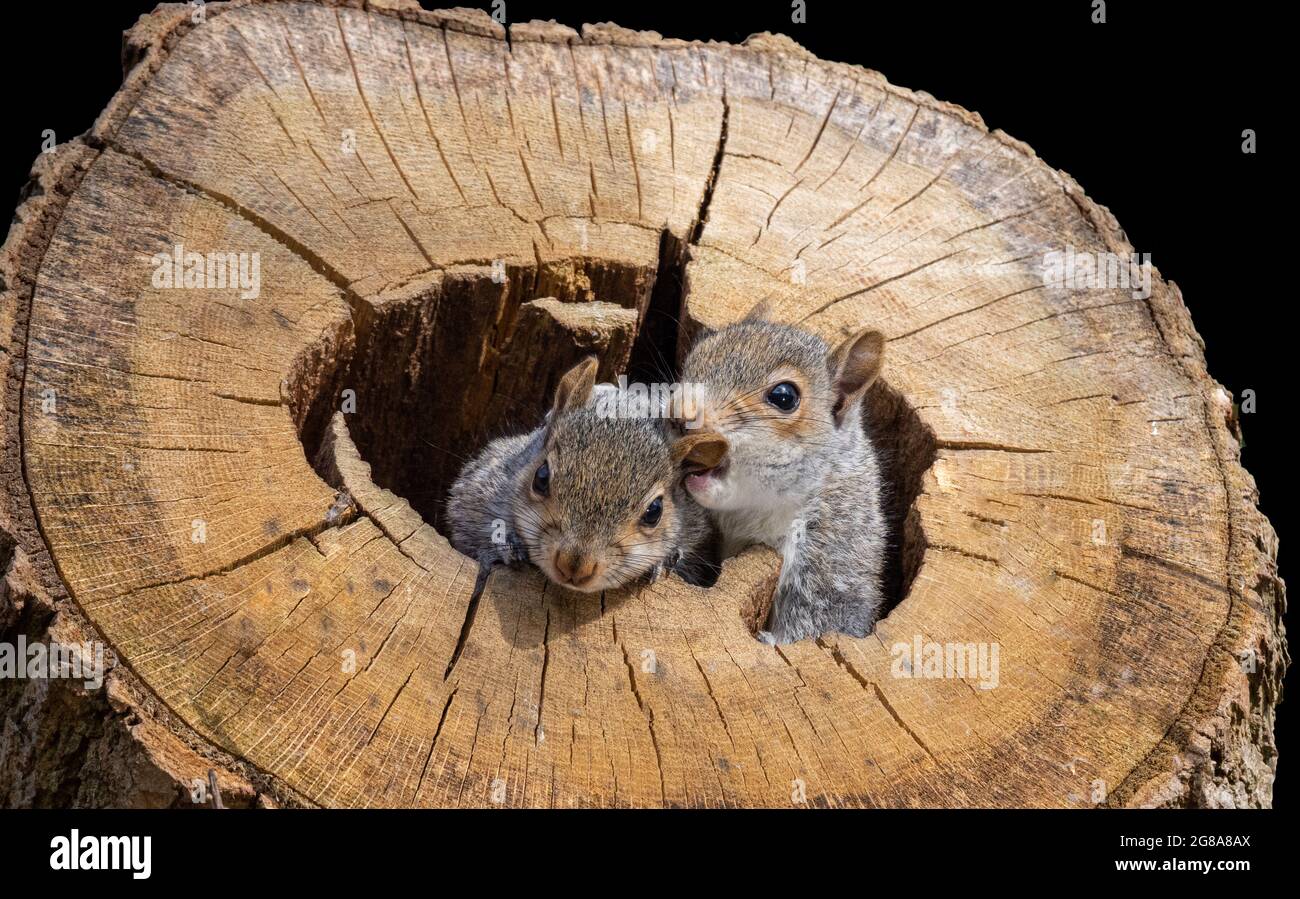Grey squirrels nest hi-res stock photography and images - Alamy