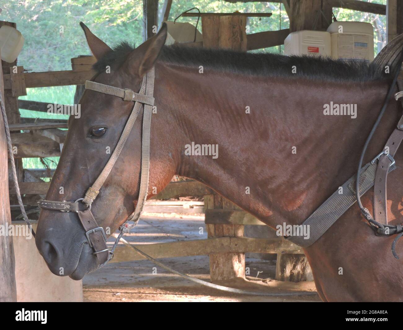 A side view of a beautiful brown horse wearing a saddle standing in the ...