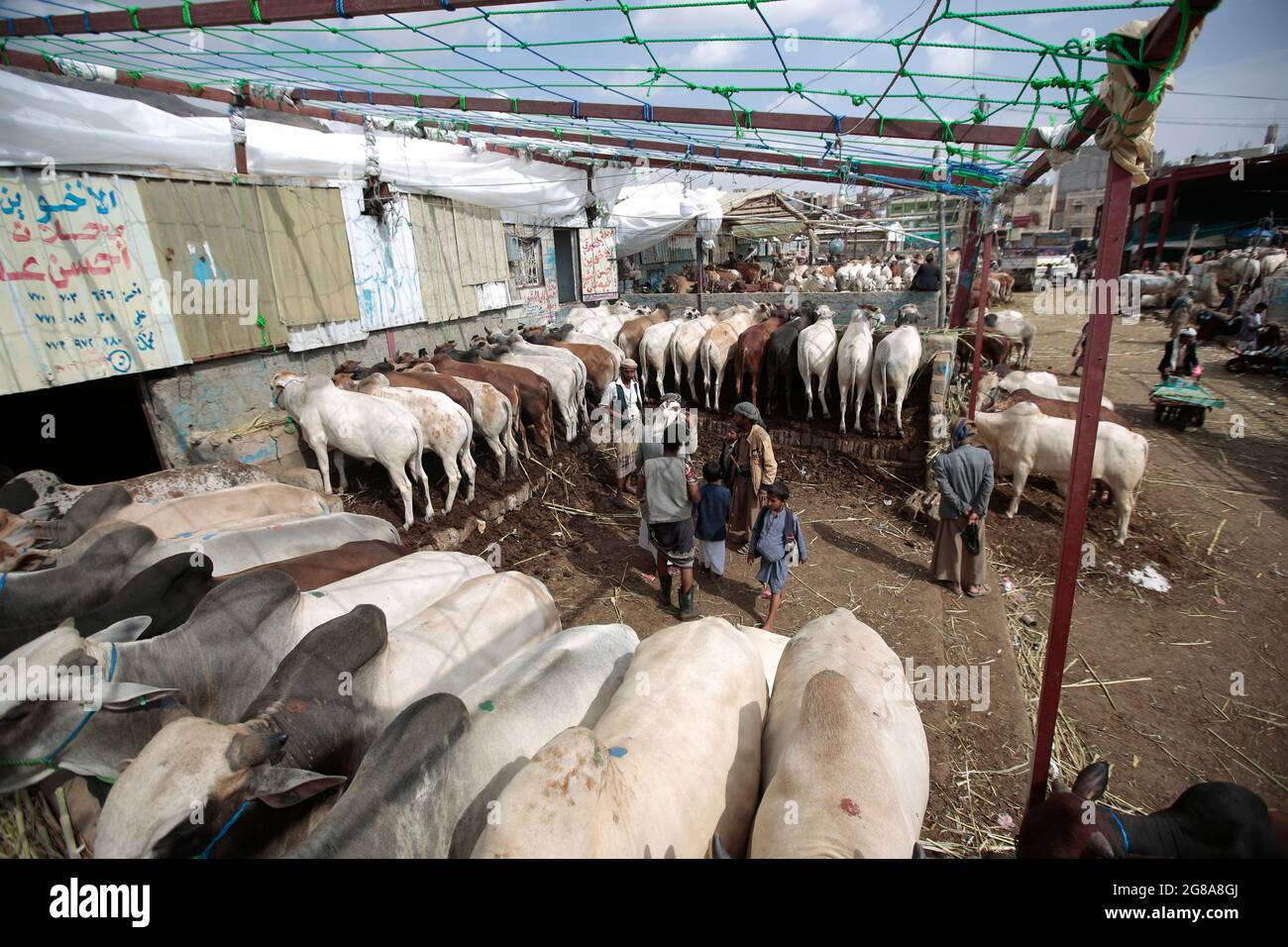Livestock merchants hi-res stock photography and images - Alamy