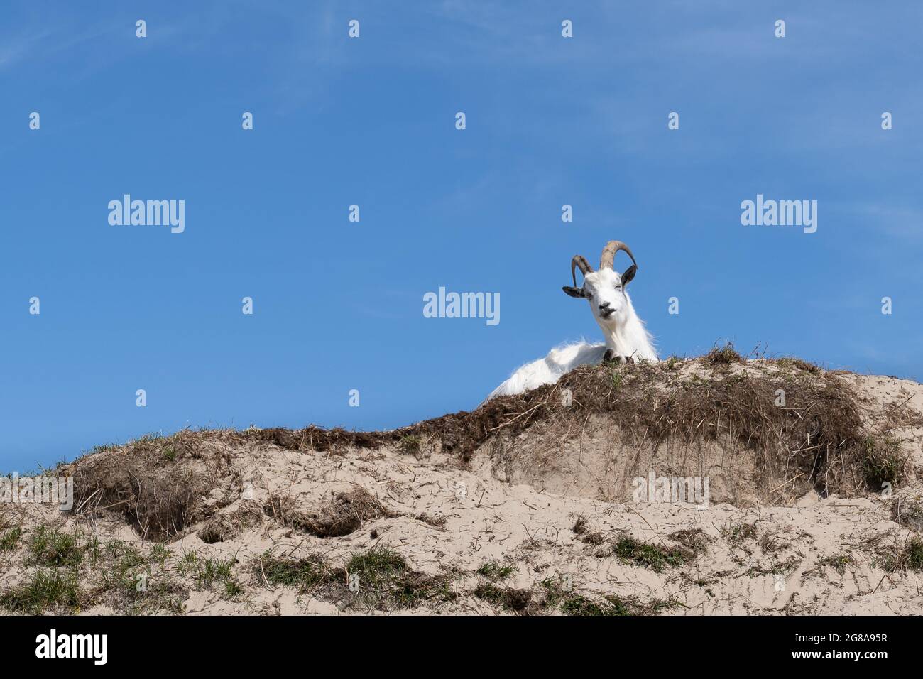 White goat lying in a dune landscape panorama Stock Photo - Alamy