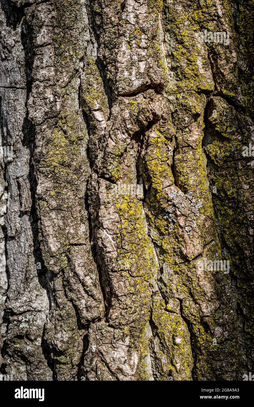 Tree Bark texture, close-up photo Stock Photo - Alamy