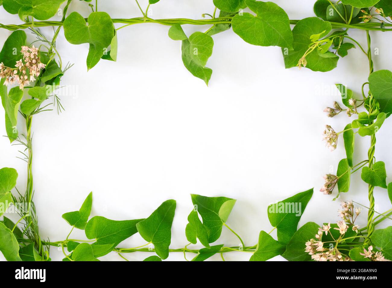 beautiful green plant liana with flowers frame on white background ...