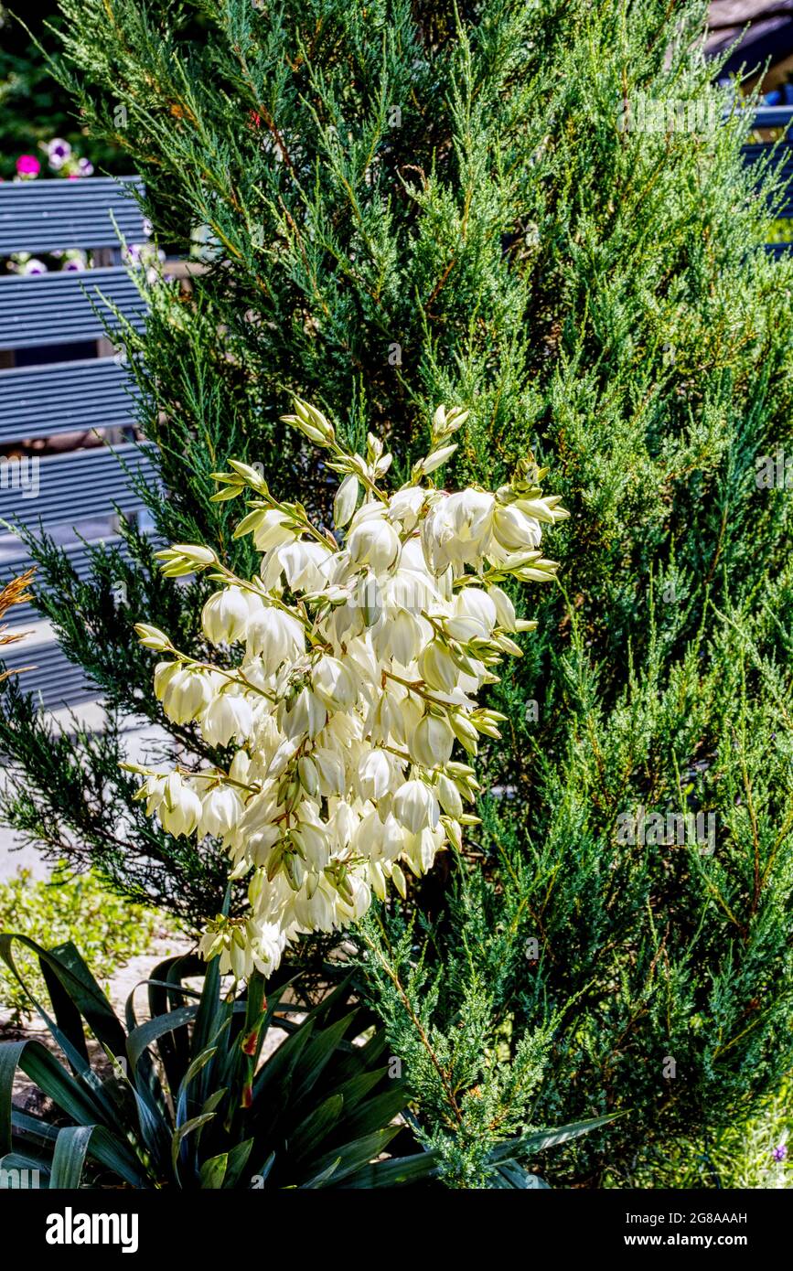 Adam bloom hi-res stock photography and images - Alamy