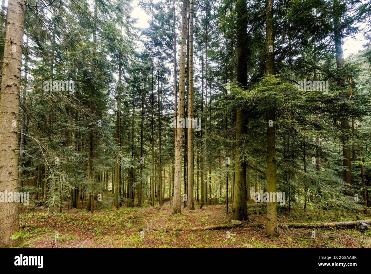 Tall Norway spruce picea abies trees in woodland. Spruces usually grow ...