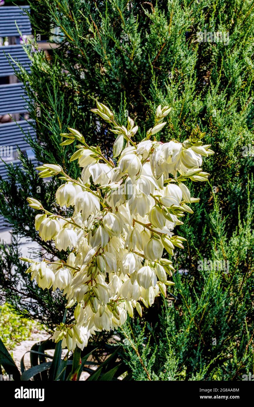 Needle part of plant hi-res stock photography and images - Alamy
