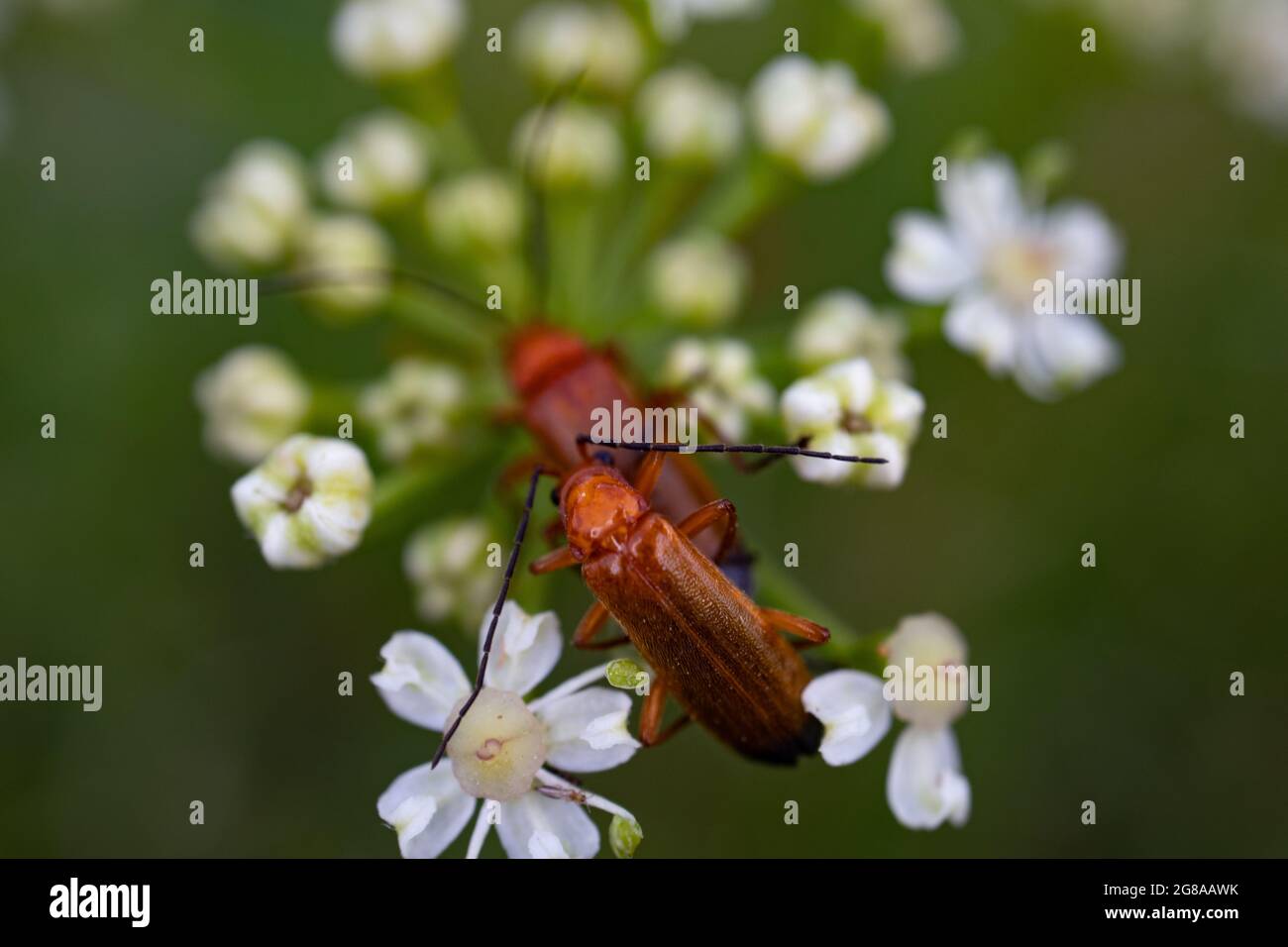 Red insects on white lower reproduction scene Stock Photo - Alamy