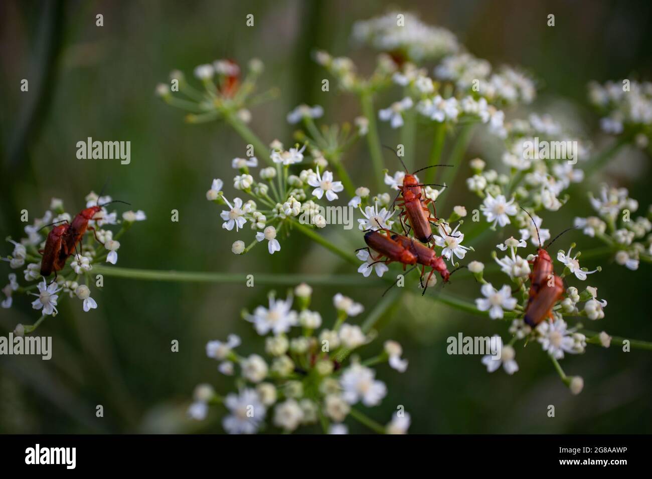Red insects on white lower reproduction scene Stock Photo - Alamy