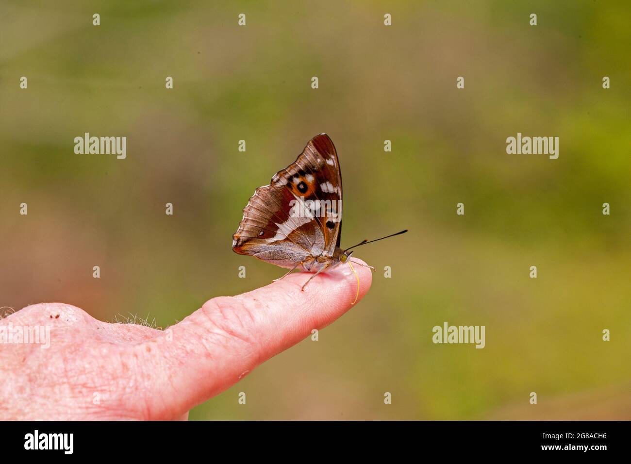 Purple emperor butterfly hi-res stock photography and images - Alamy