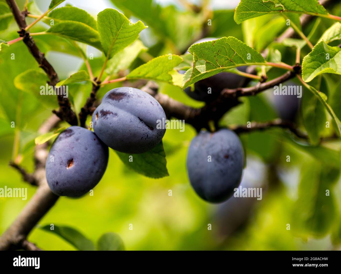 Bunch plums hi-res stock photography and images - Alamy