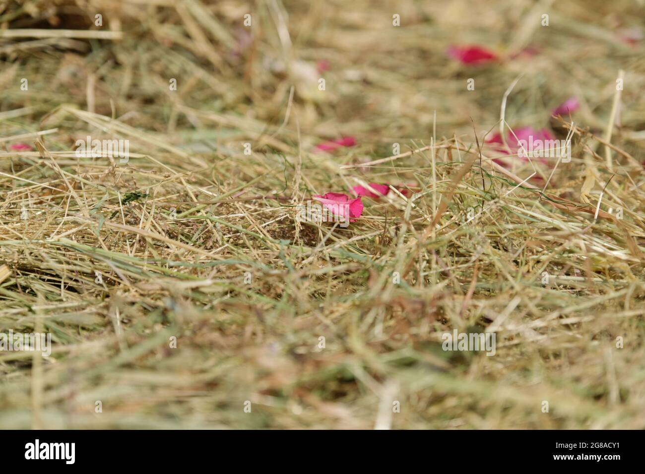 Dry hay background with pink rose petals Stock Photo - Alamy